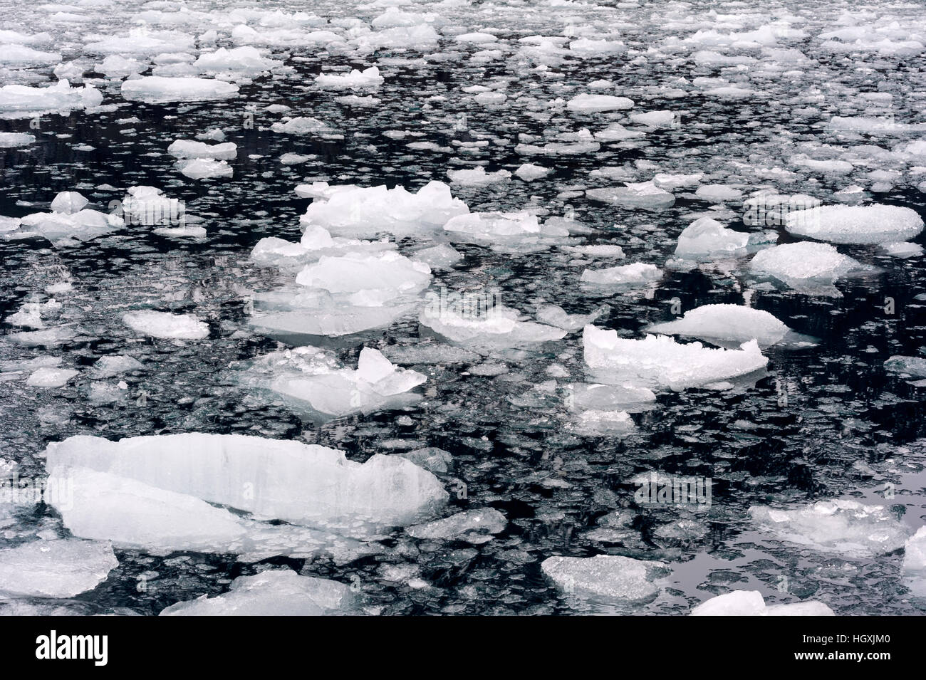 Crushed ice from a glacier fall floating on the ocean surface in a ...