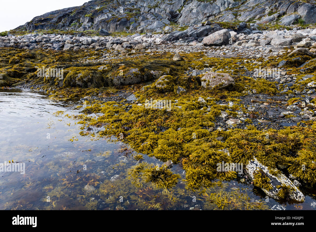 Low tide exposes shoreline rock pools, barnacles and colonies of ...