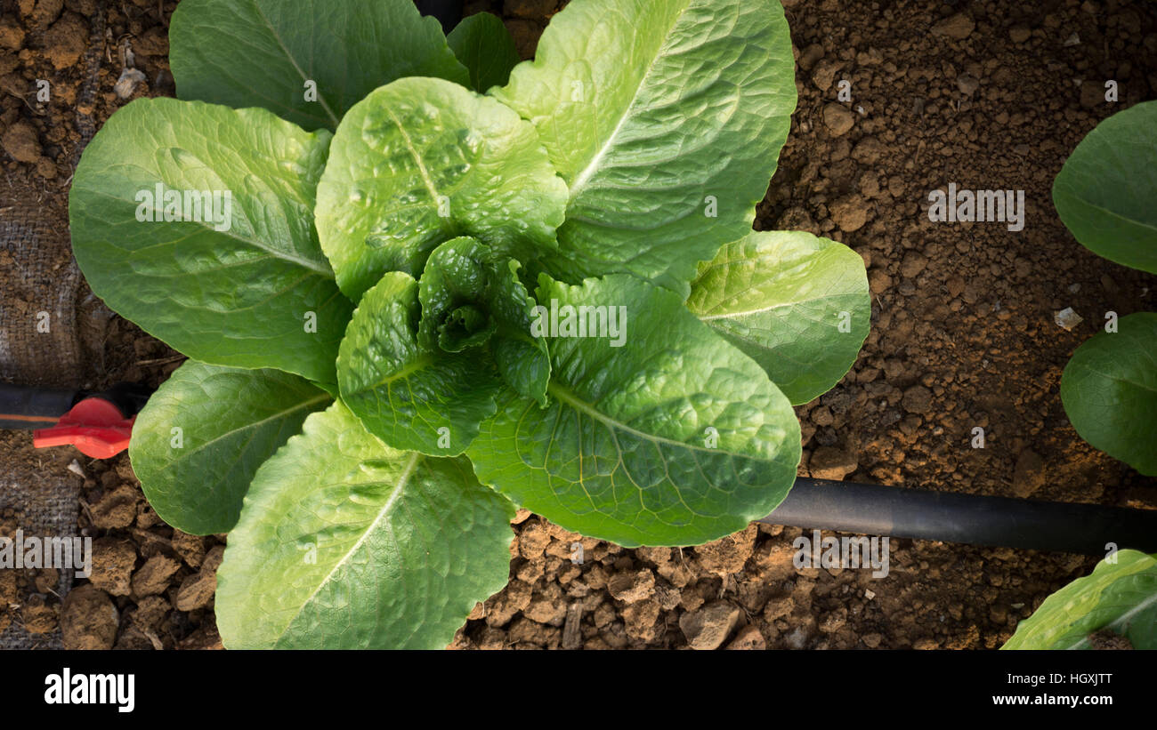 Growing lettuce plant on land with drip irrigation Stock Photo - Alamy