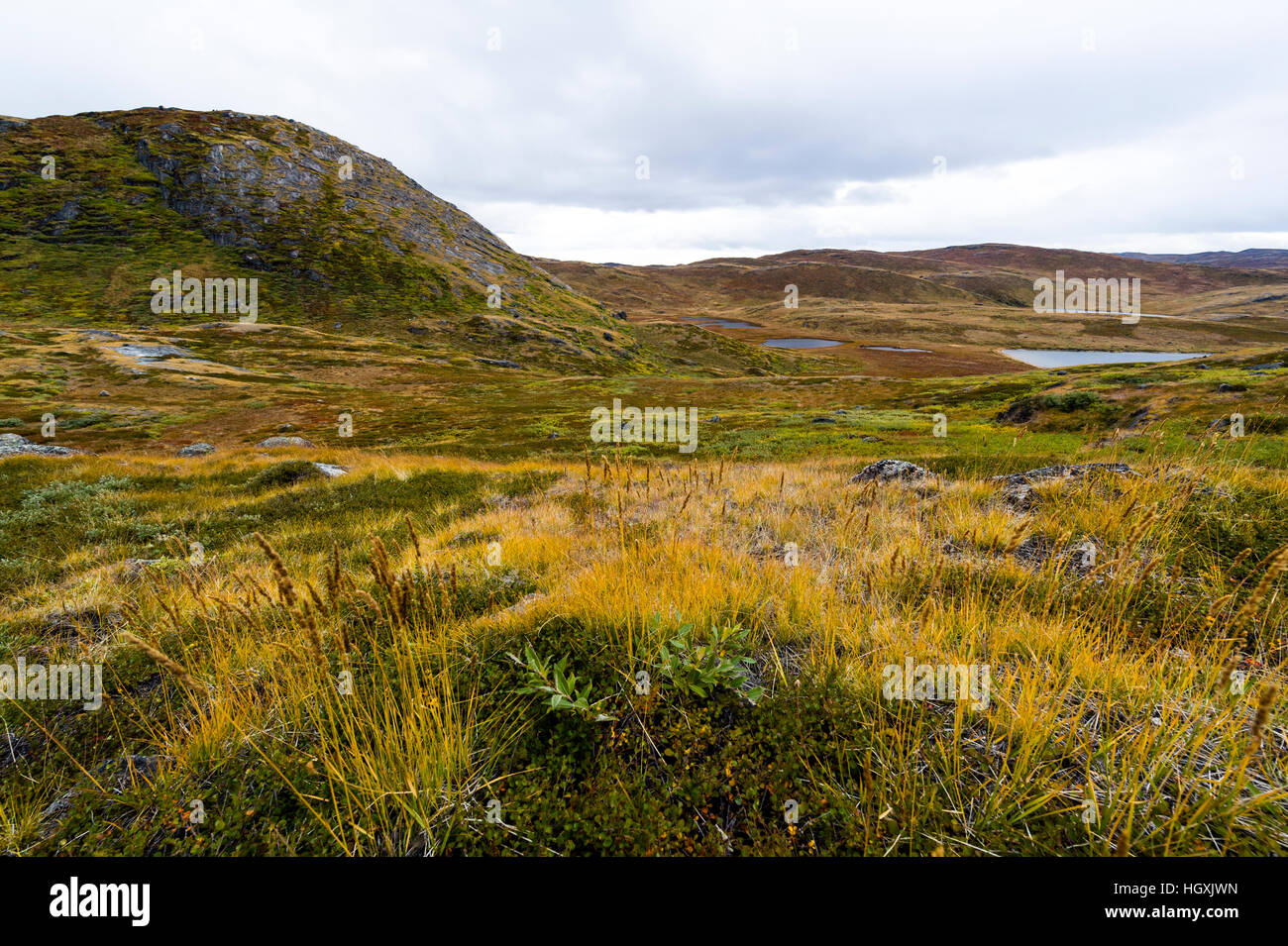 Grasses In Tundra