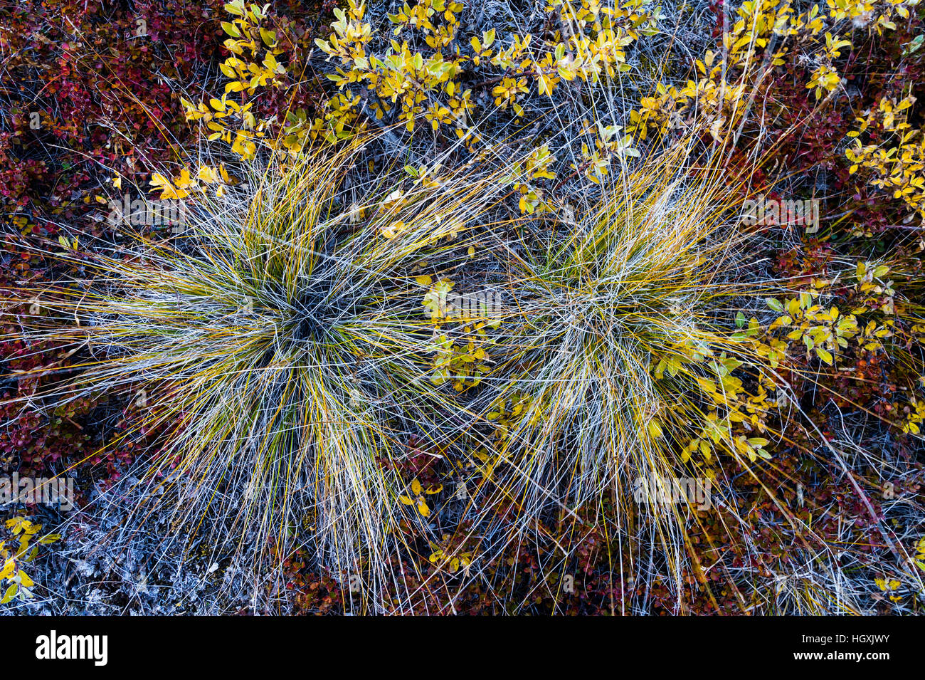 Looking down on a pair of grass tussocks on the tundra Stock Photo - Alamy