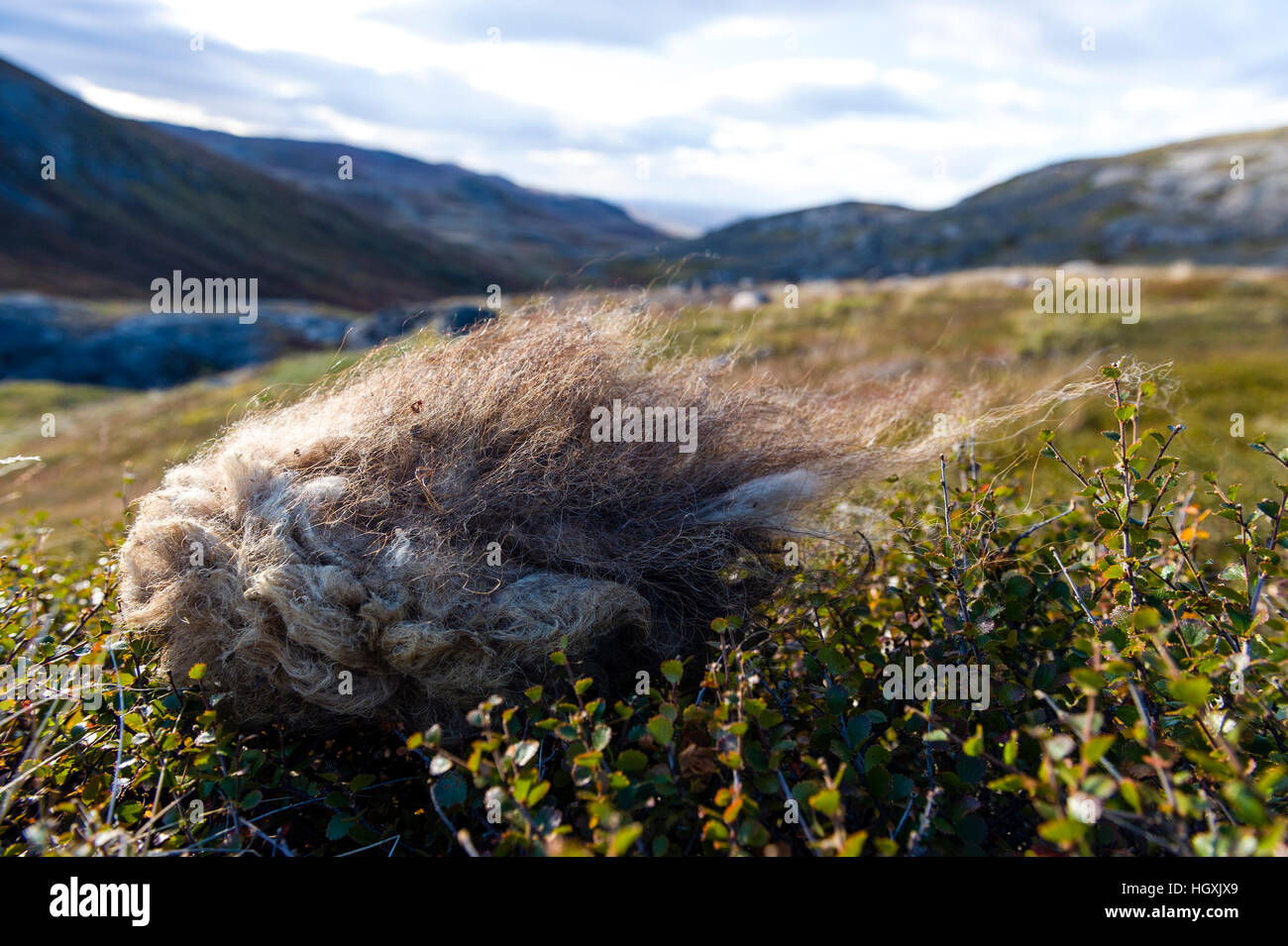 A tuft of silky Musk Ox fur caught on a tundra shrub blowing in the ...