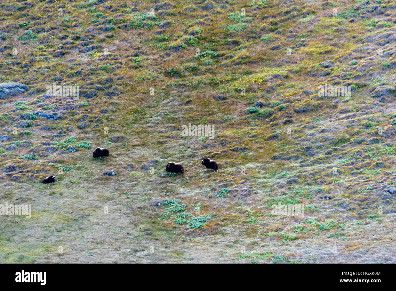 A Musk Ox herd grazing on a vast tundra plain Stock Photo - Alamy