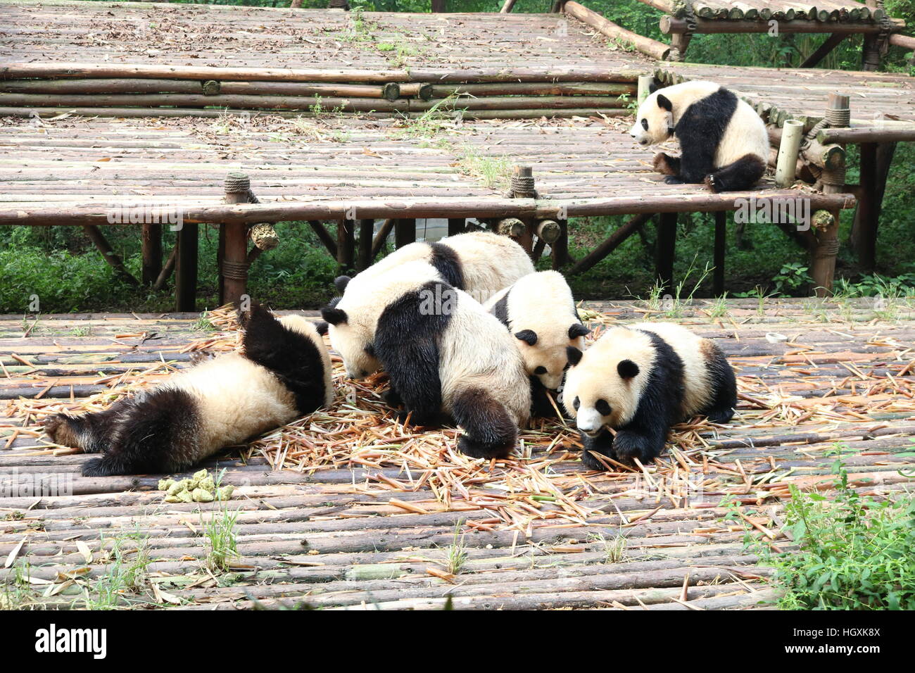 Panda Cubs Playing On Slide