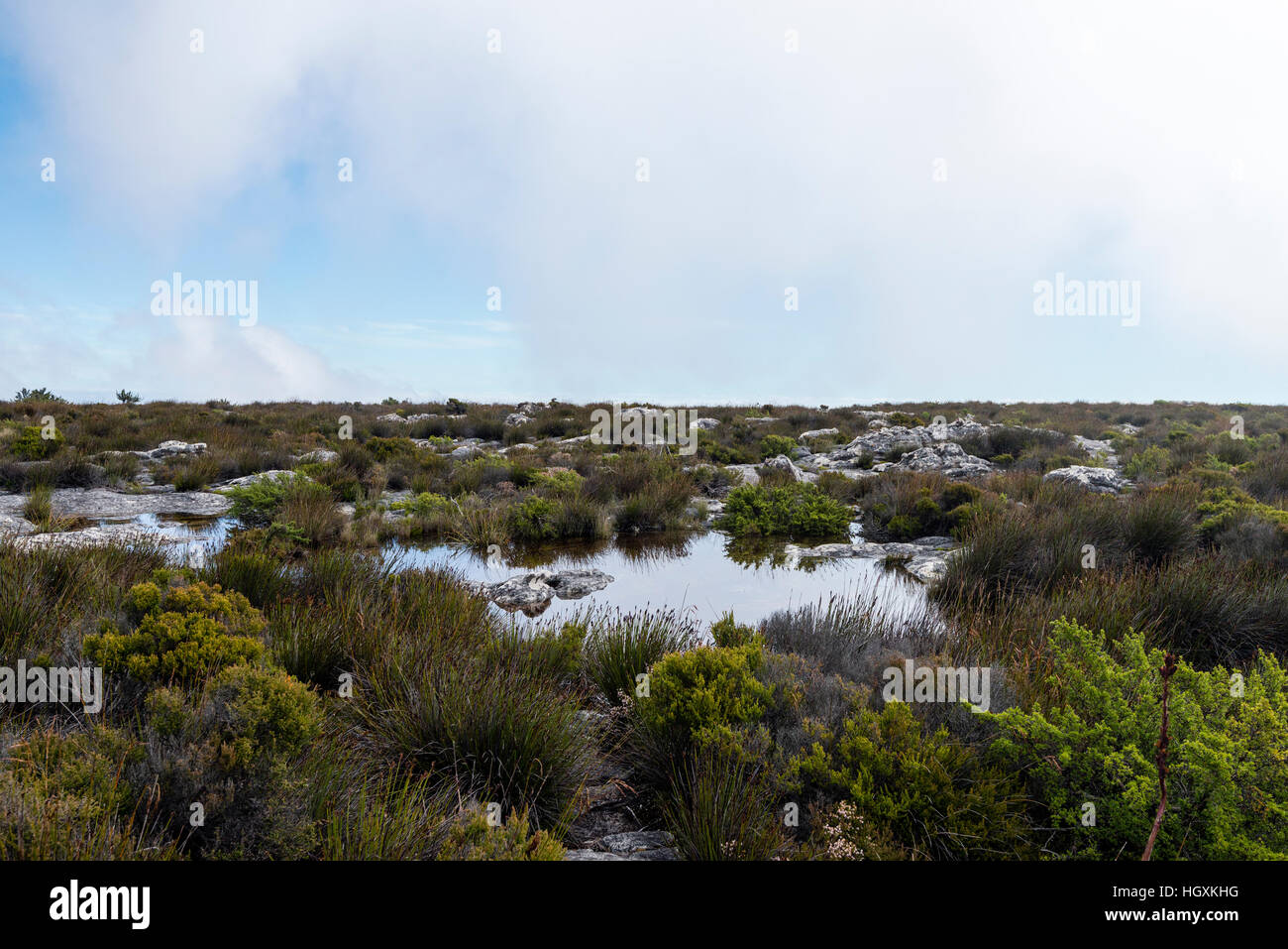 Pools of water gather on the summit of Table Mountain surrounded by ...