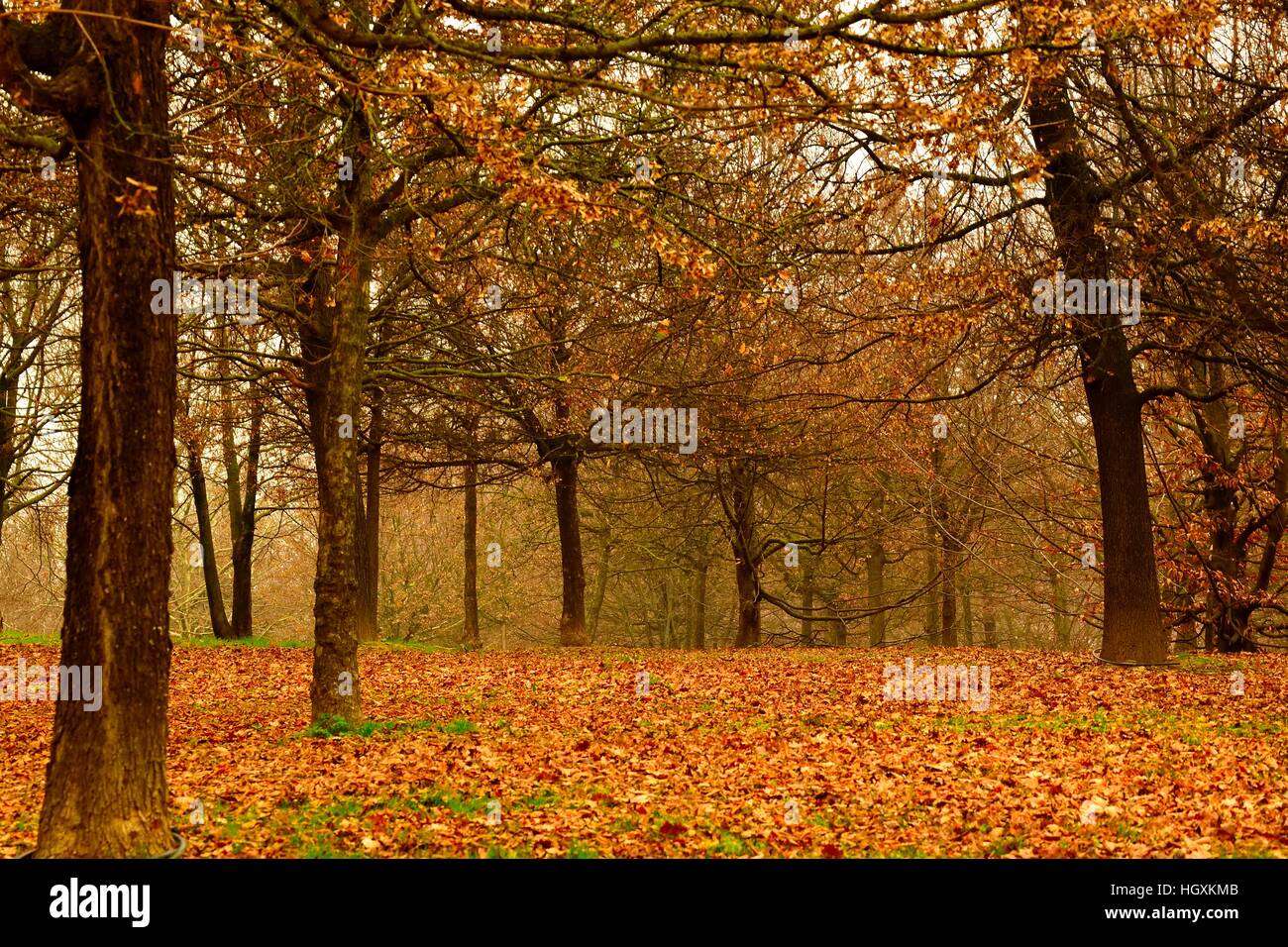 Fall foliage in autumn Stock Photo - Alamy