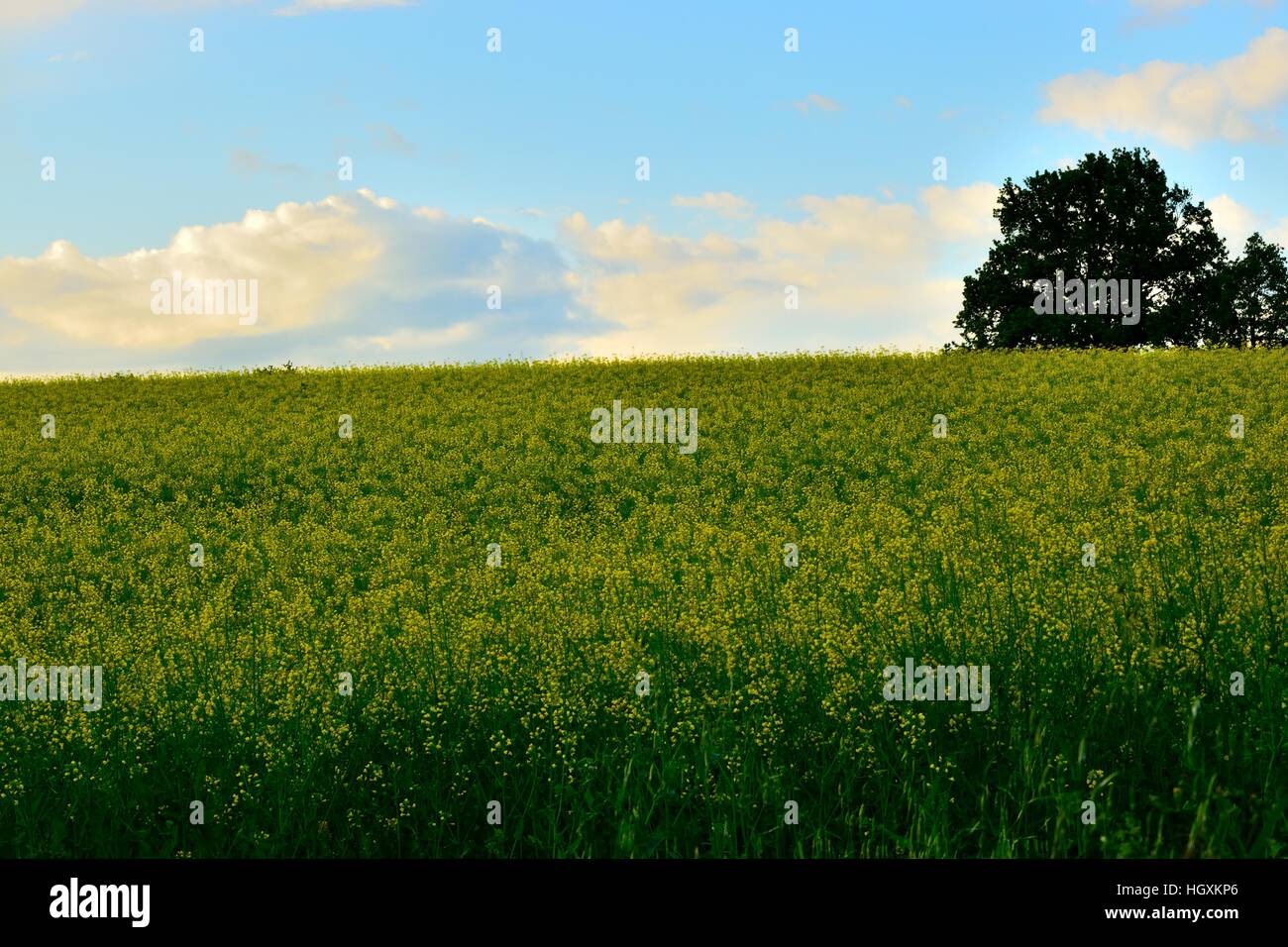 landscape of flowery field Stock Photo - Alamy