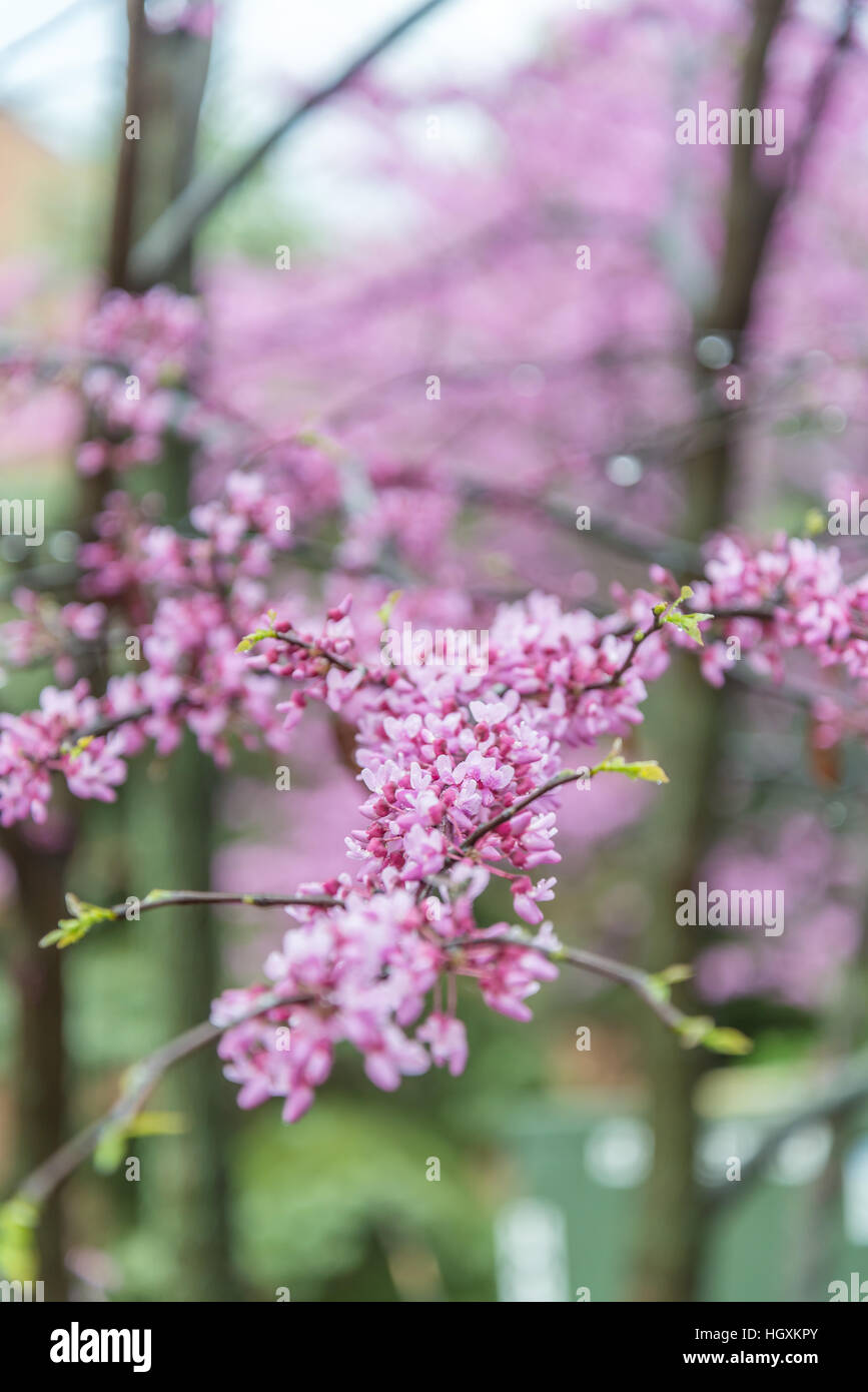 Red bud Tree Blossoms with blurred background Stock Photo - Alamy