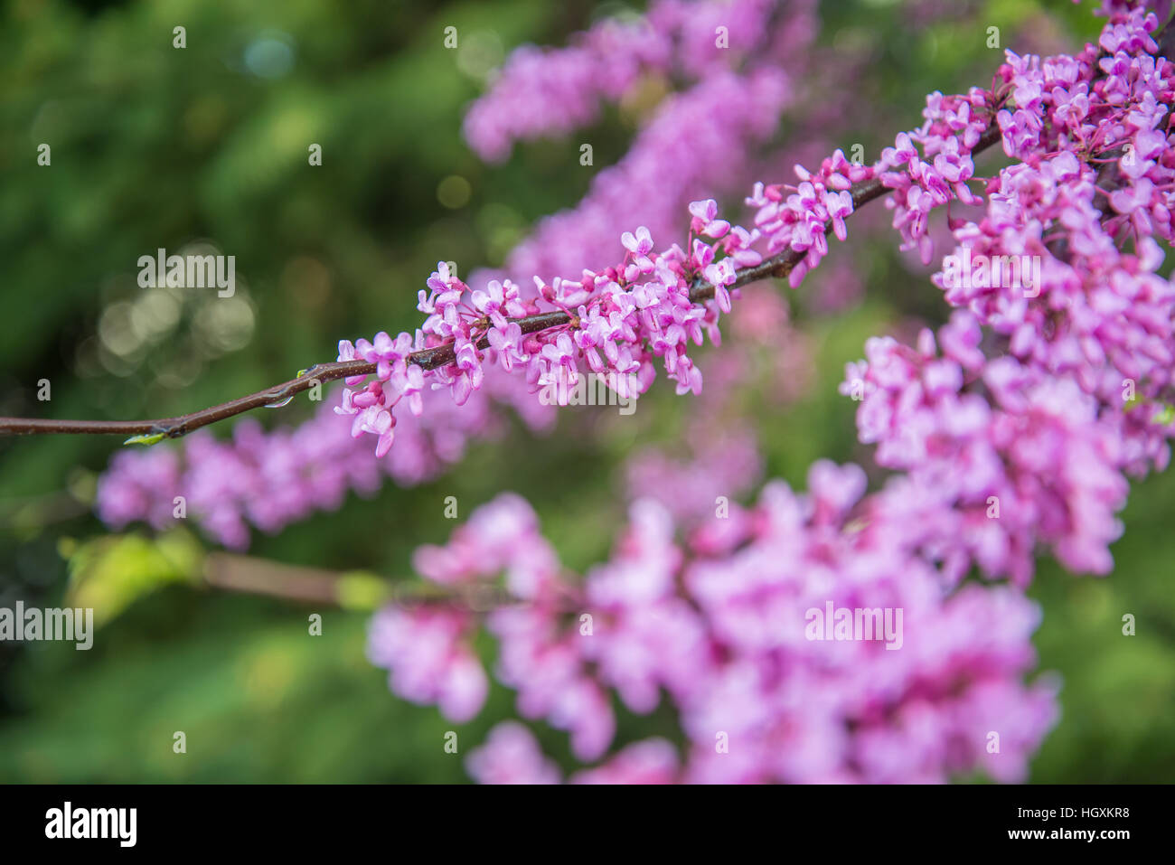 Red bud Tree Blossoms with blurred background Stock Photo - Alamy