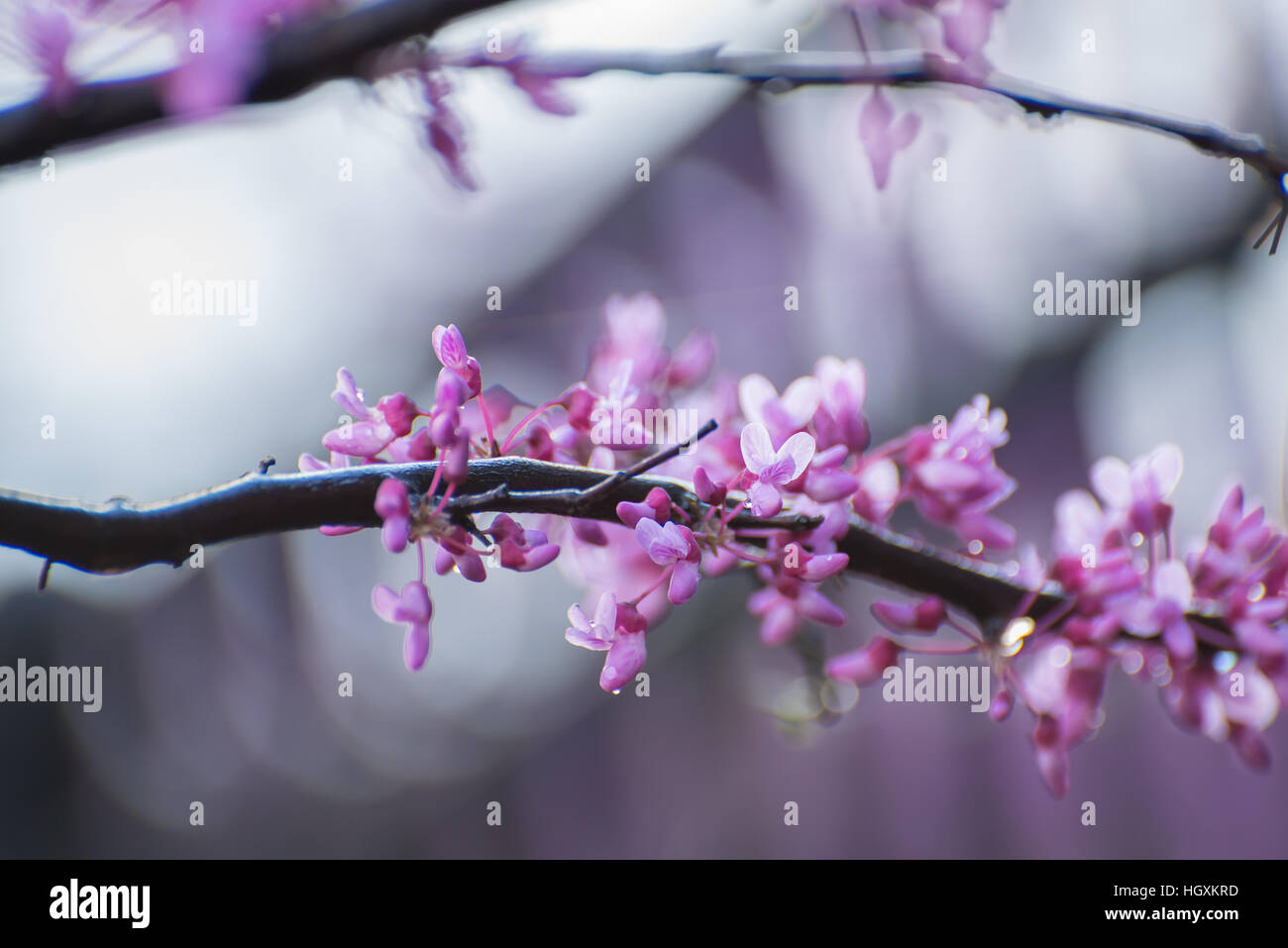 Red bud Tree Blossoms with blurred background Stock Photo - Alamy