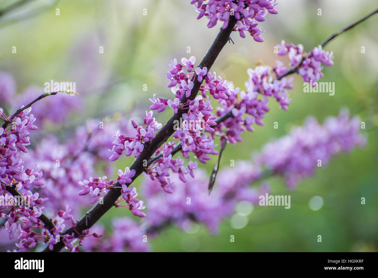 Red bud Tree Blossoms with blurred background Stock Photo - Alamy
