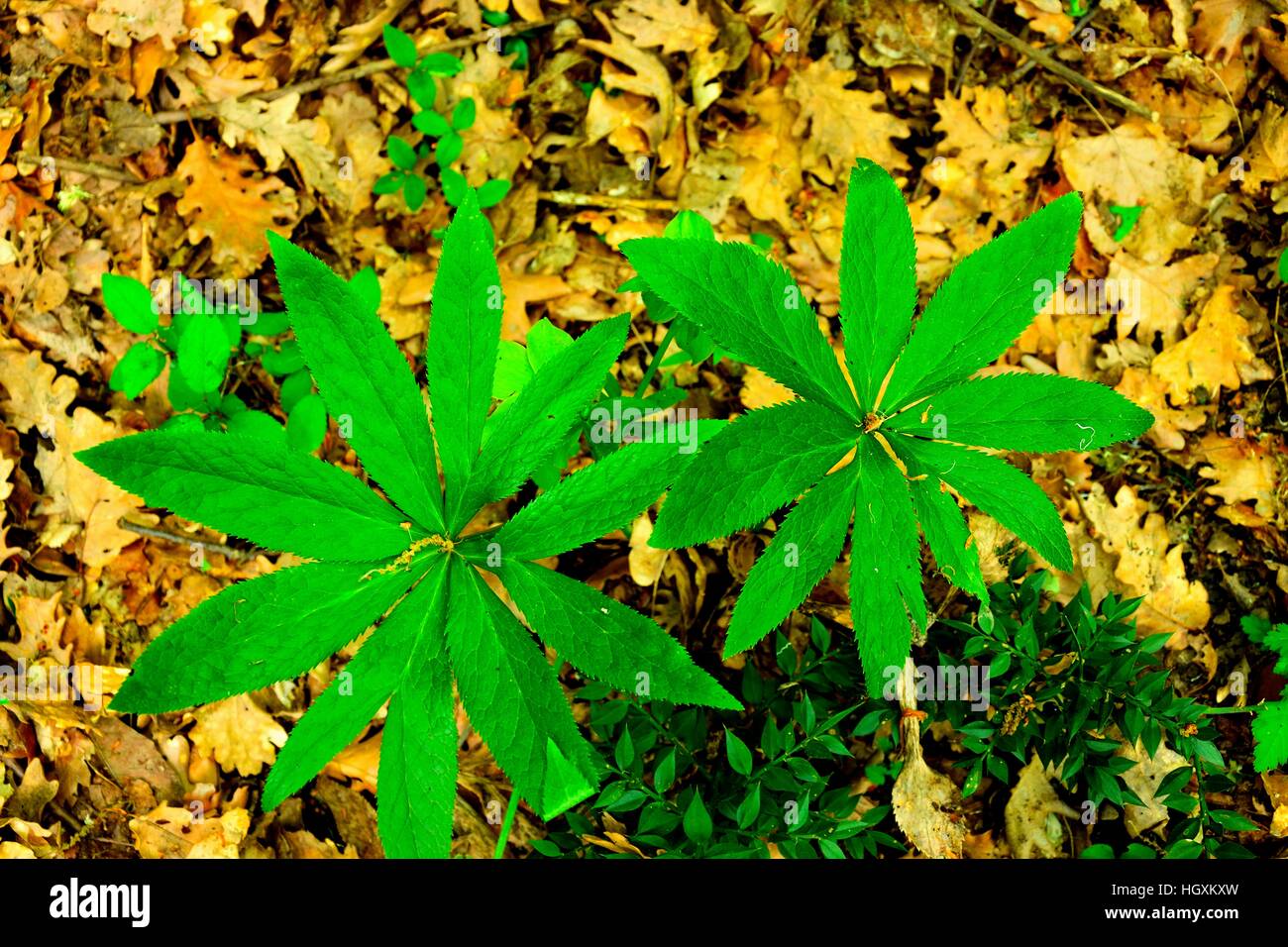Two plants hi-res stock photography and images - Alamy