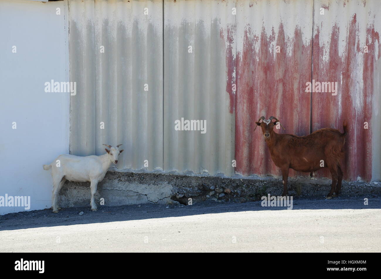 Red and white goats Stock Photo - Alamy