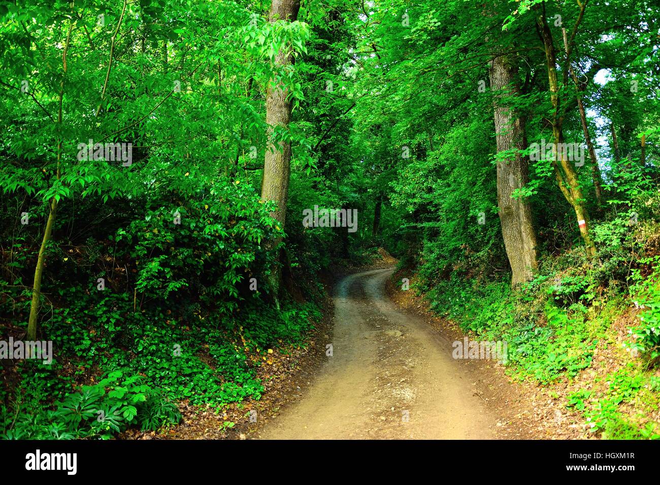 One of the ways middle of the forest surrounded by trees Stock Photo ...