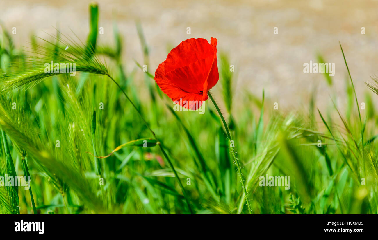 Wheat flower hi-res stock photography and images - Alamy