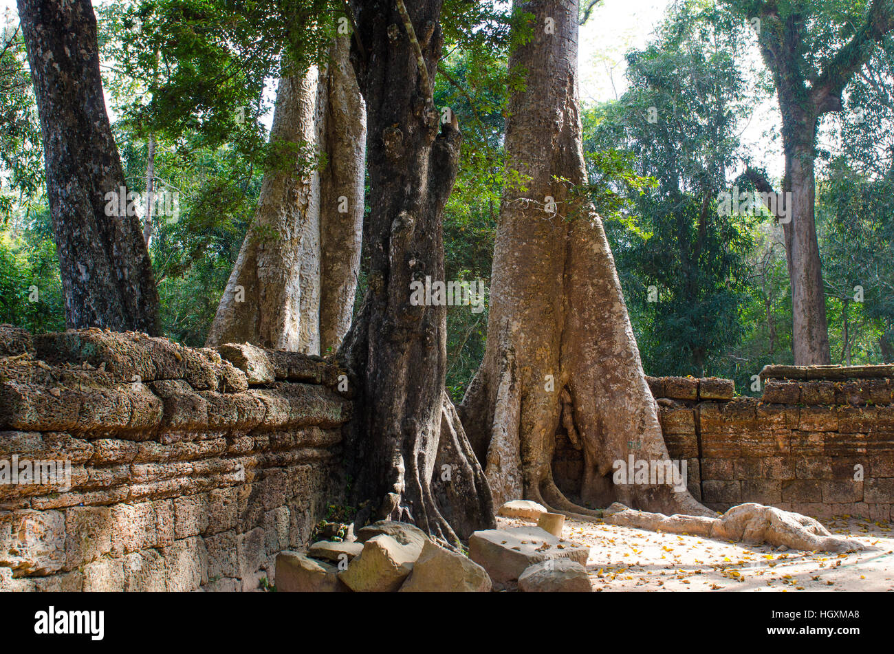trees in the temple complex of Angkor Wat in Cambodia Stock Photo - Alamy
