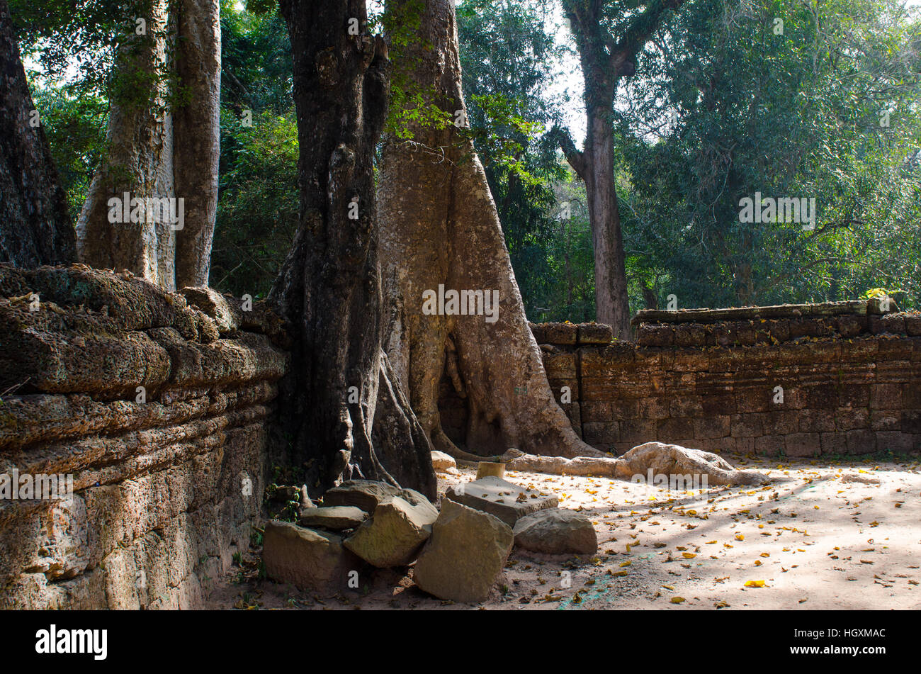 Wat temple banyan trees hi-res stock photography and images - Alamy