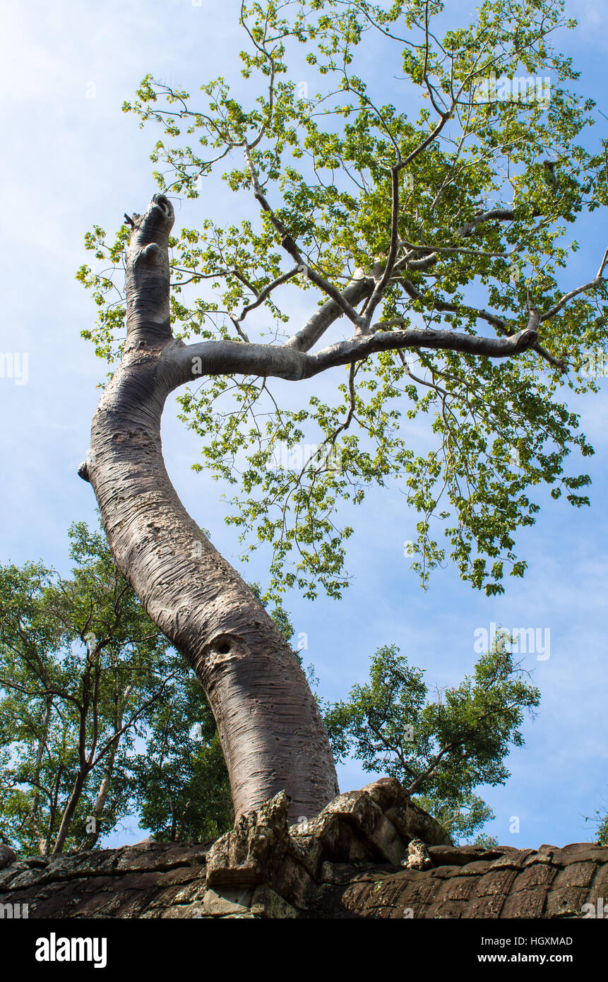 trees in the temple complex of Angkor Wat in Cambodia Stock Photo - Alamy