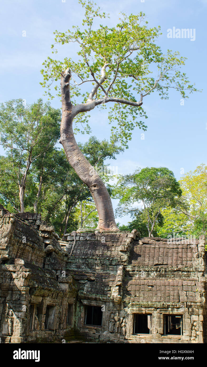 trees in the temple complex of Angkor Wat in Cambodia Stock Photo - Alamy