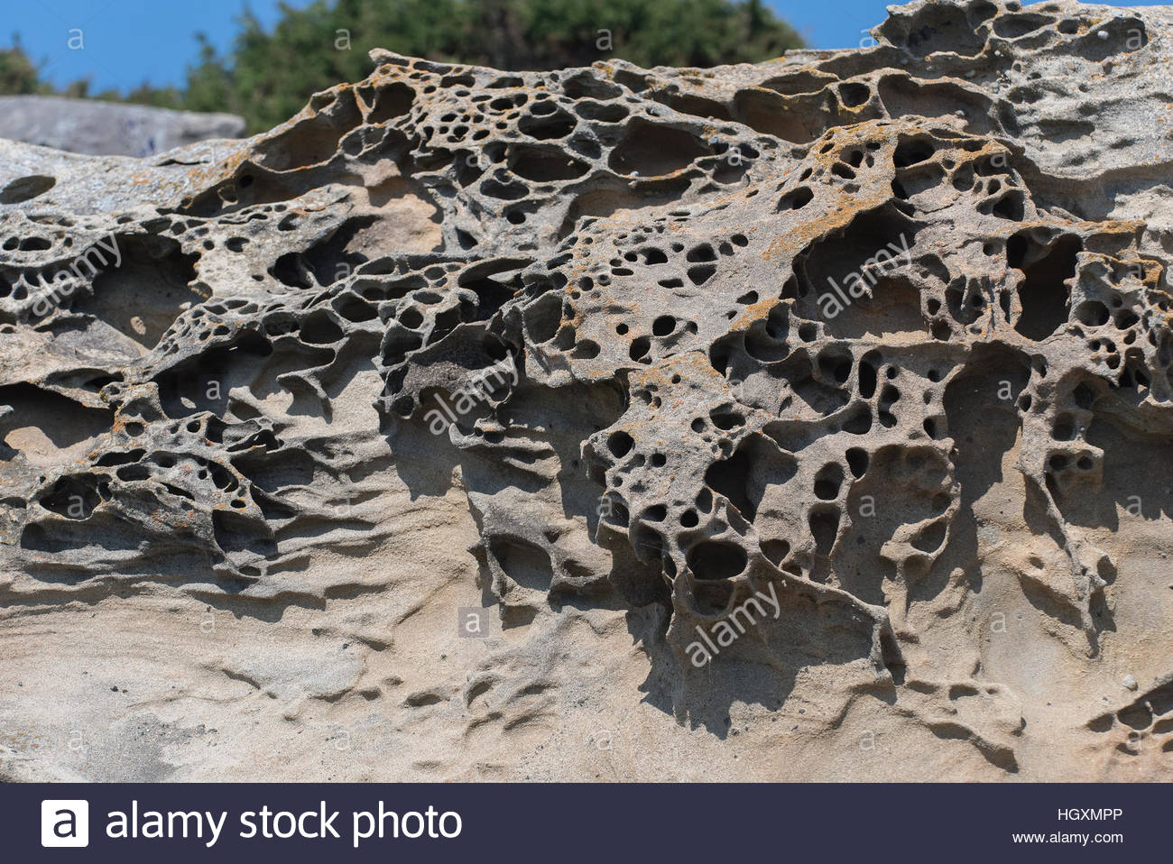 Trypophobia High Resolution Stock Photography and Images - Alamy