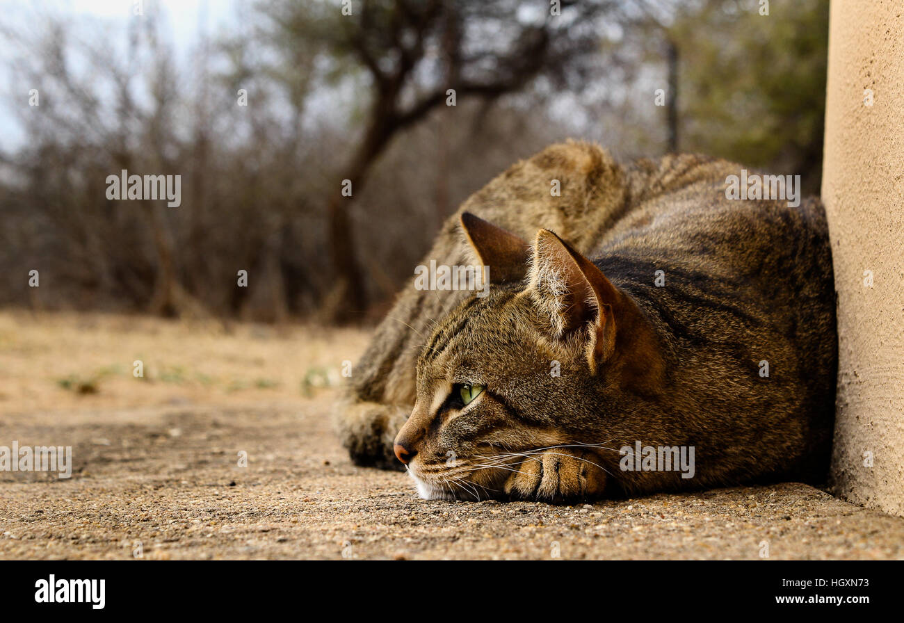 Chippie, the Cat Stock Photo - Alamy