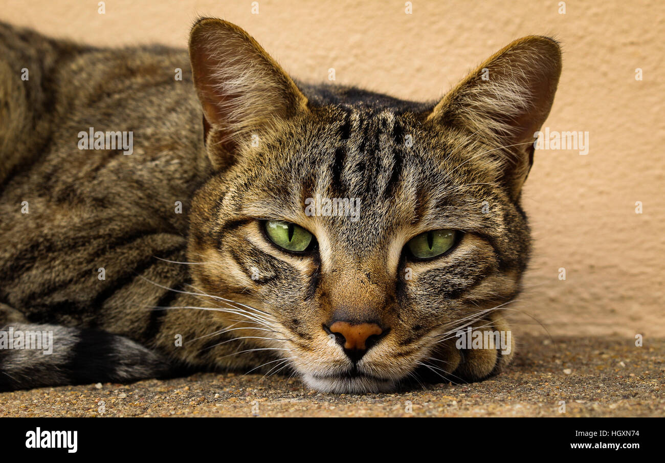 Chippie, the Cat Stock Photo - Alamy