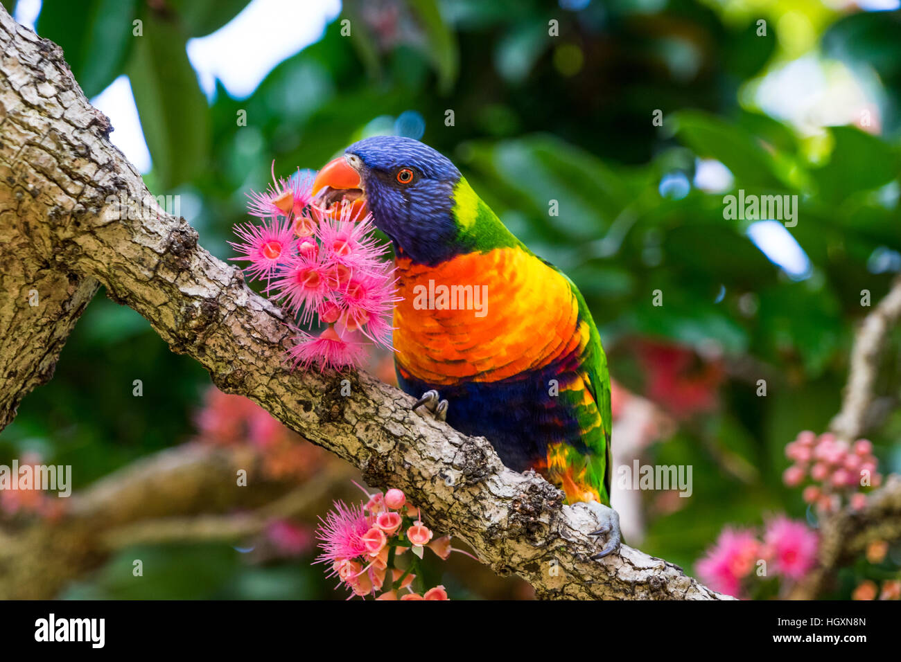 Rainbow Lorikeet eating the nectar of the Bolwarra tree. Taken in the ...