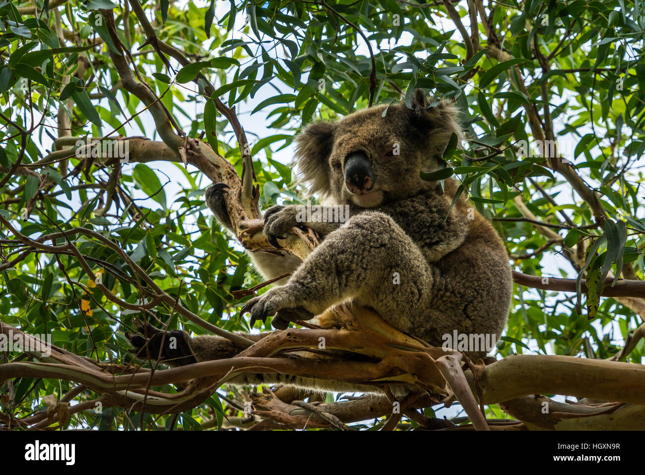 Koala sitting on a eucalyptus tree in Bear Gully, near Wilsons ...