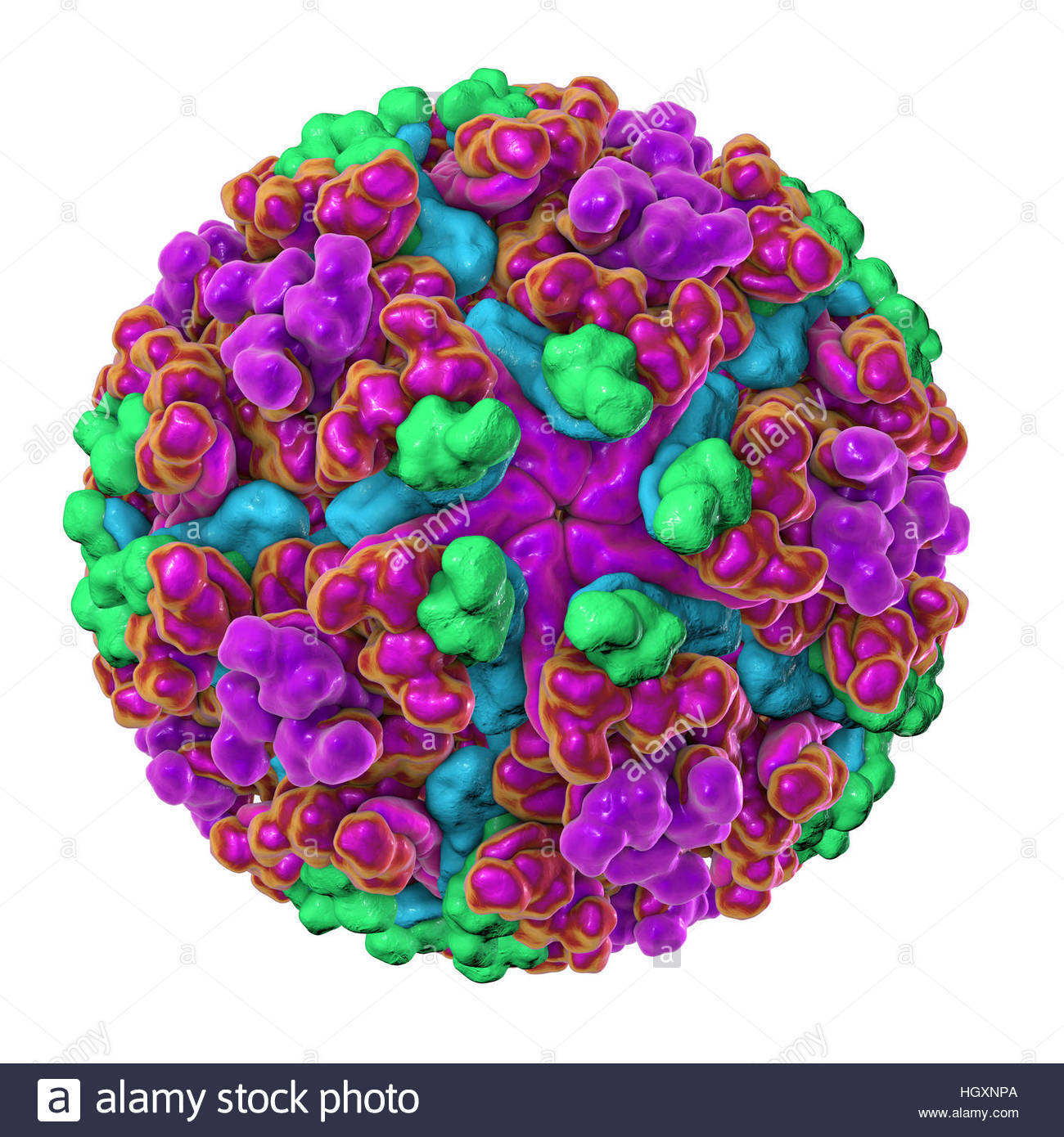 Chikungunya Stock Photos & Chikungunya Stock Images - Alamy