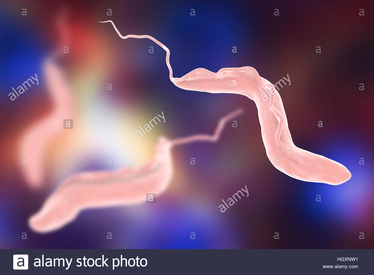 Trypanosoma Parasite Stock Photos & Trypanosoma Parasite Stock Images ...