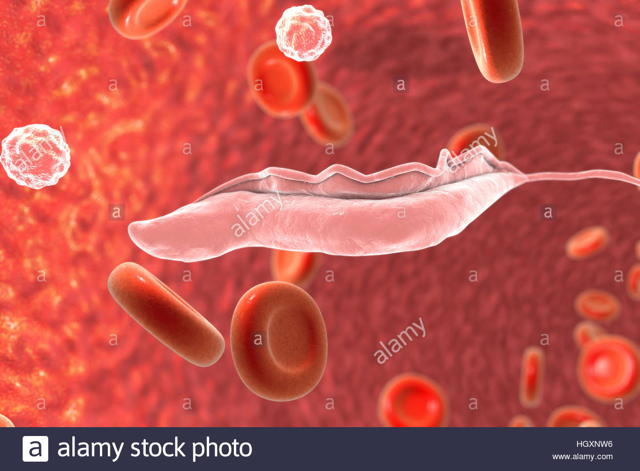 Trypanosoma Parasite Stock Photos & Trypanosoma Parasite Stock Images ...