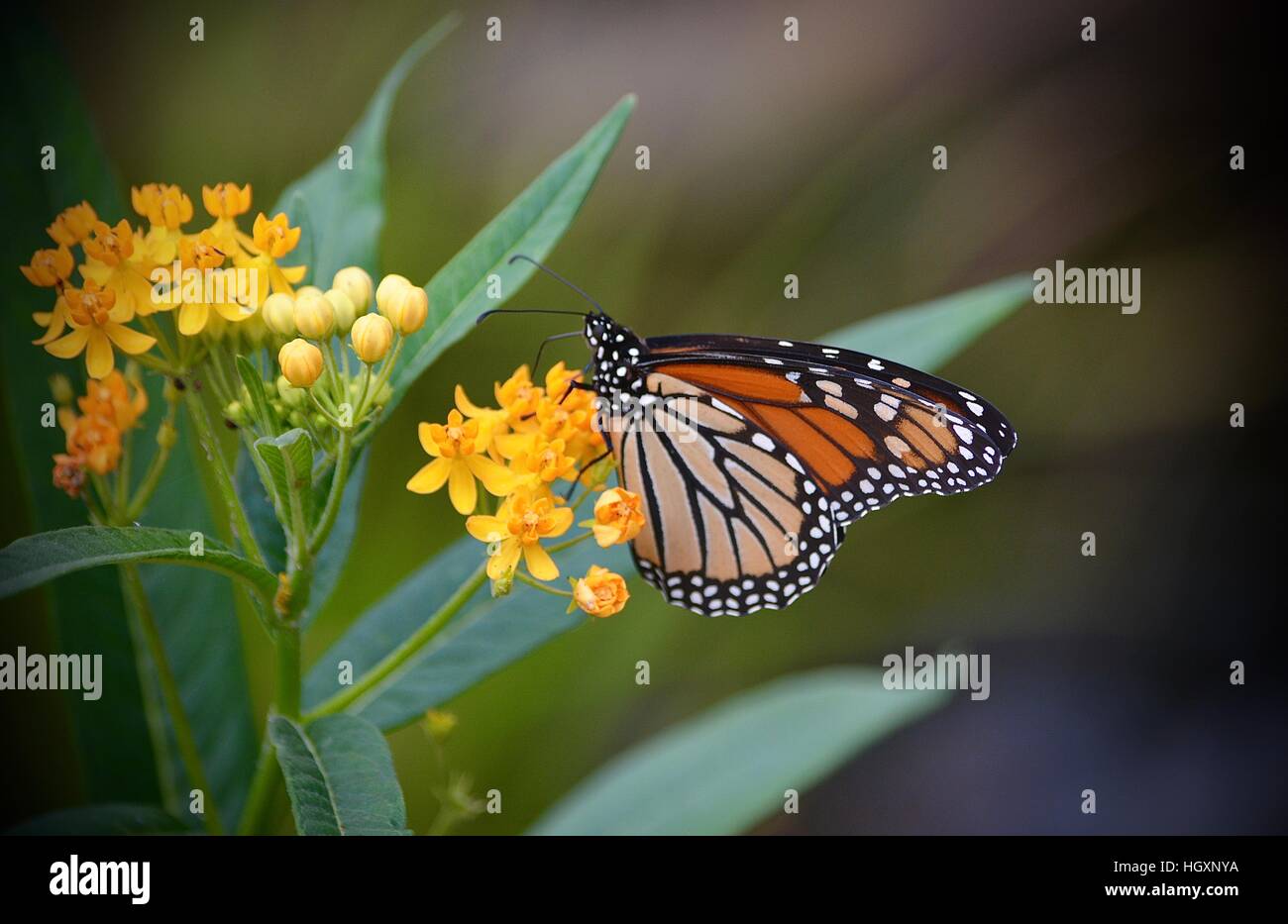 butterfly, monarch butterfly, on butterfly weed Stock Photo - Alamy