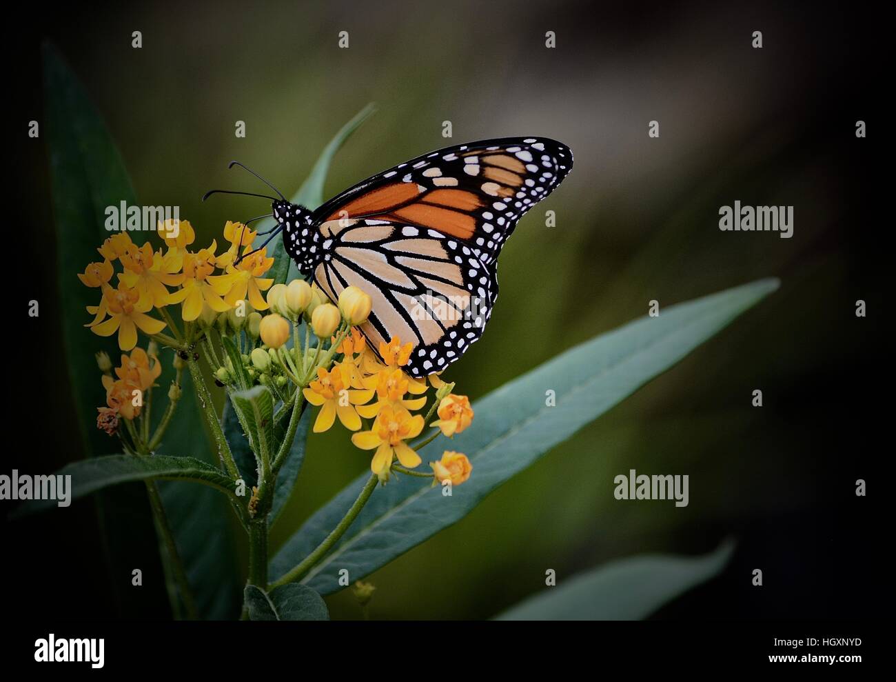 butterfly, monarch butterfly, on butterfly weed Stock Photo - Alamy