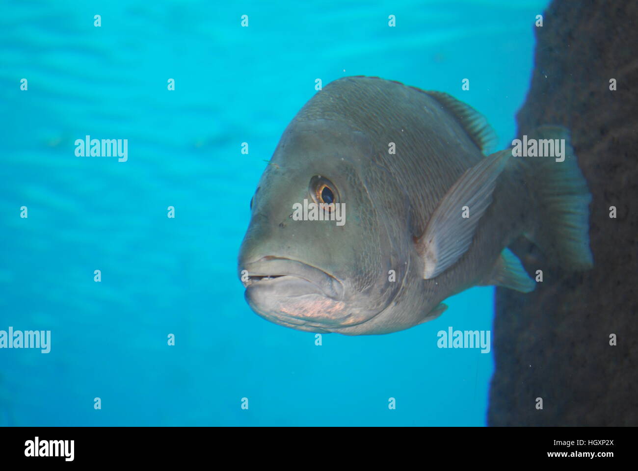 Jack reef hi-res stock photography and images - Alamy