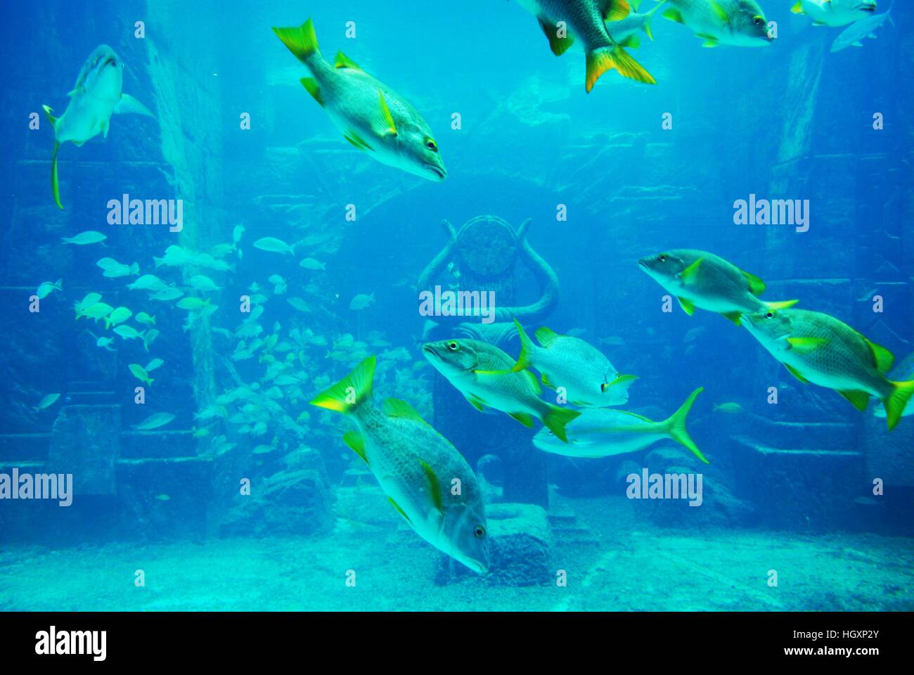 Giant aquarium hi-res stock photography and images - Alamy