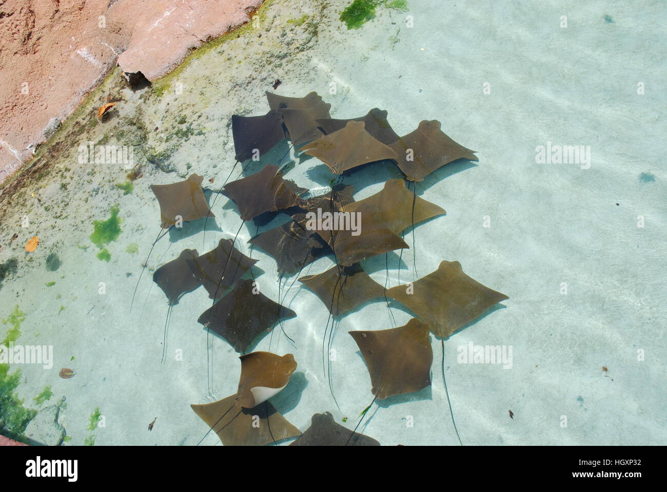 cow nose rays swimming in formation Stock Photo - Alamy