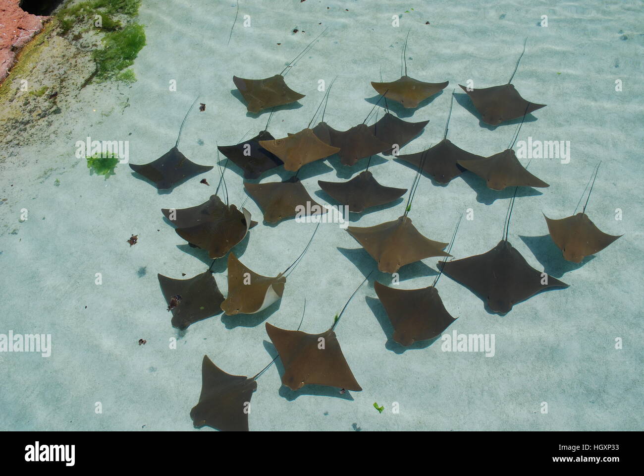 Rays fish hi-res stock photography and images - Alamy