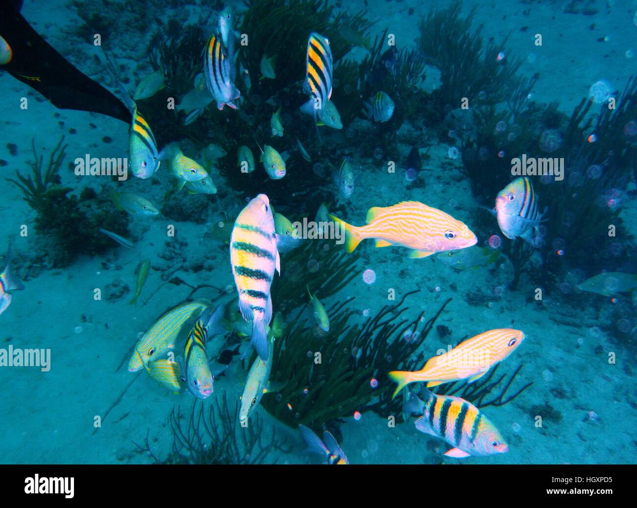 Sargent major fish swimming around the coral reef in the Caribbean sea ...