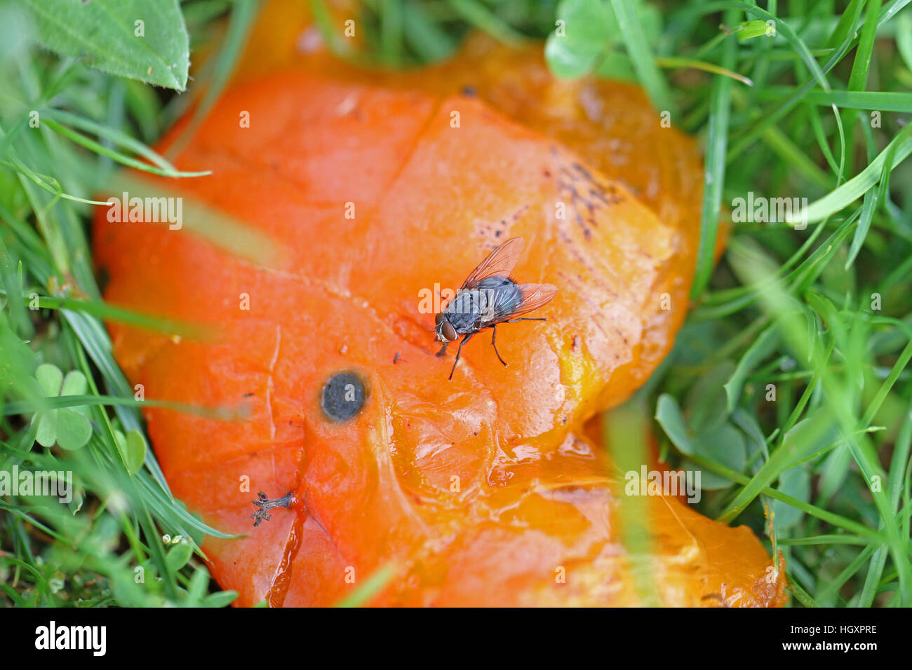 stable fly or house fly on persimmon fruit Latin name stomoxys ...