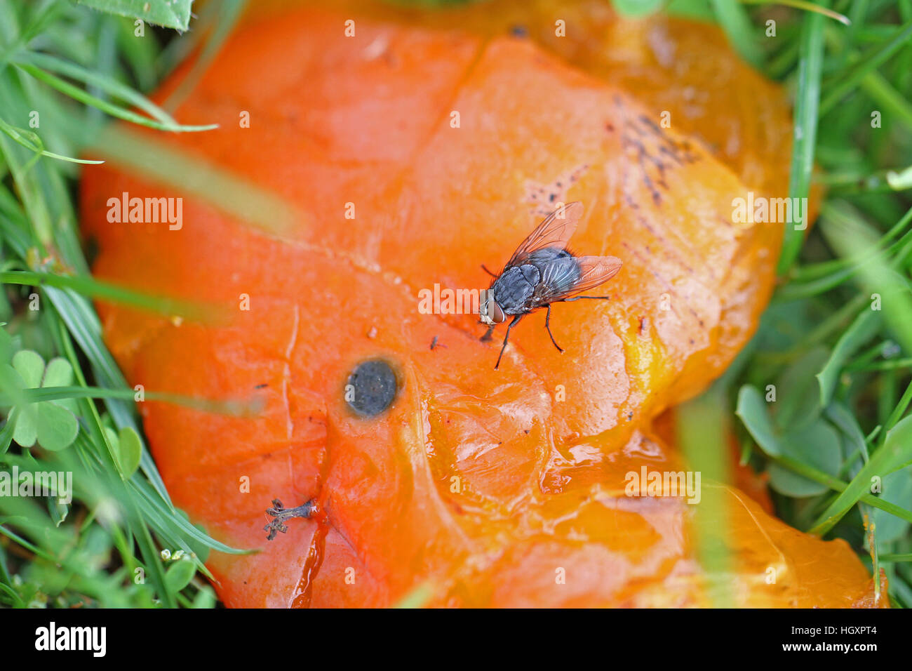 stable fly or house fly on persimmon fruit Latin name stomoxys ...