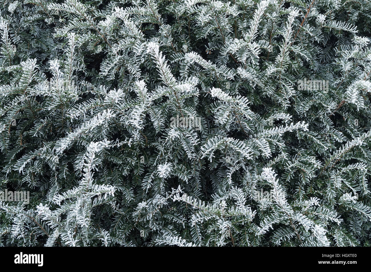 Yew tree in snow hi-res stock photography and images - Alamy