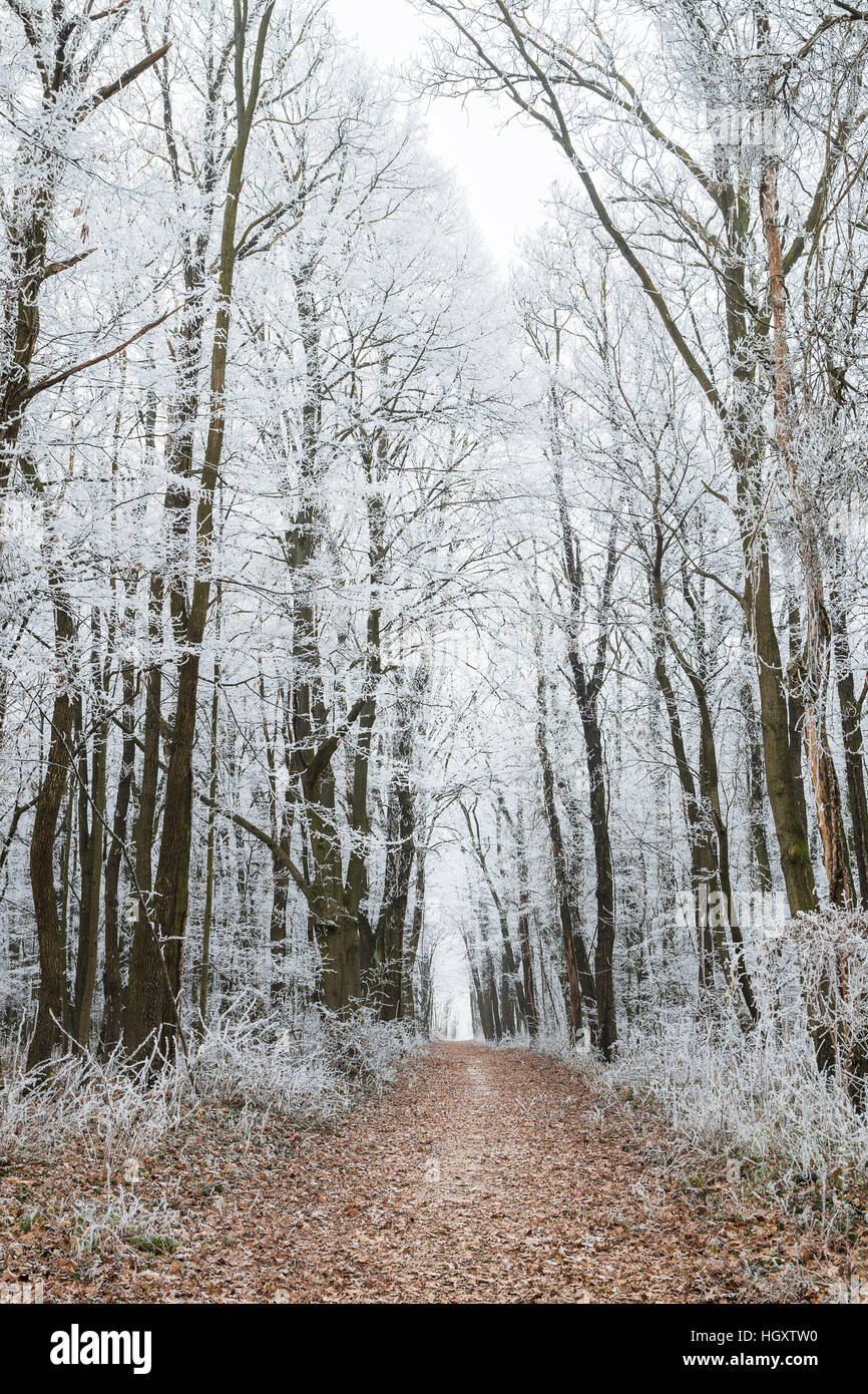 Winter forest with dirt road, frozen trees and fallen leaves Stock ...