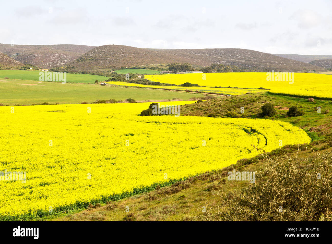 blur in south africa close up of the colza yellow field like texture ...