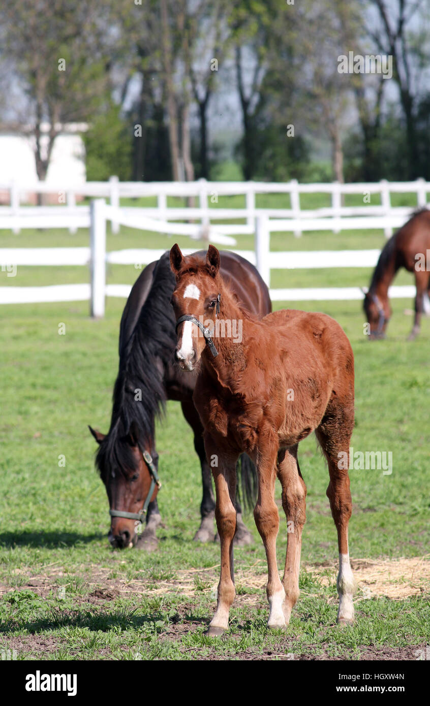farm with horses in corral Stock Photo - Alamy