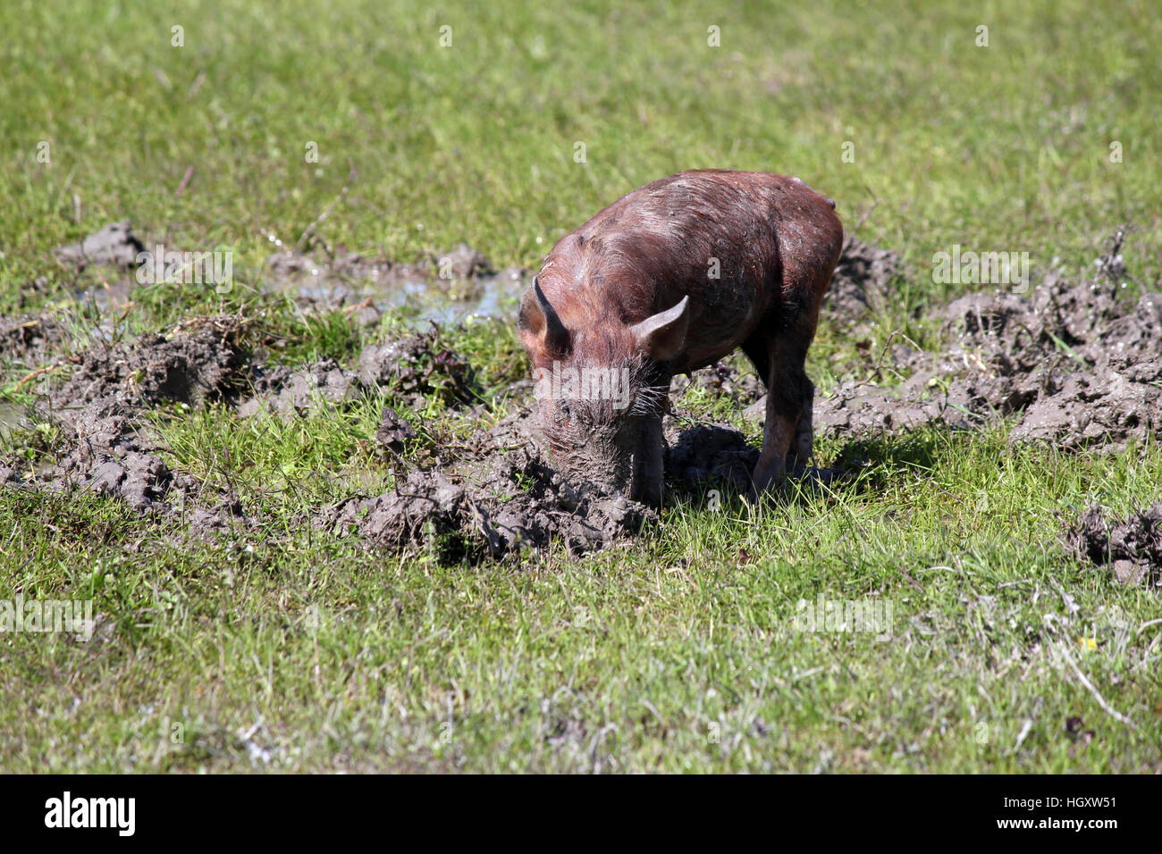 little pig in a mud farm scene Stock Photo - Alamy