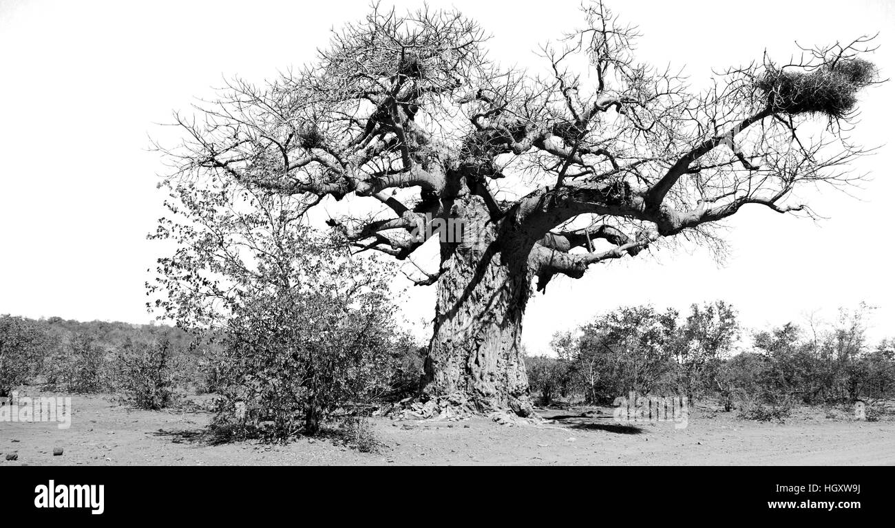 blur in south africa rocky street and baobab near the bush and natural ...