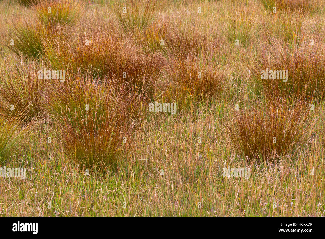 Natural vegetation hi-res stock photography and images - Alamy