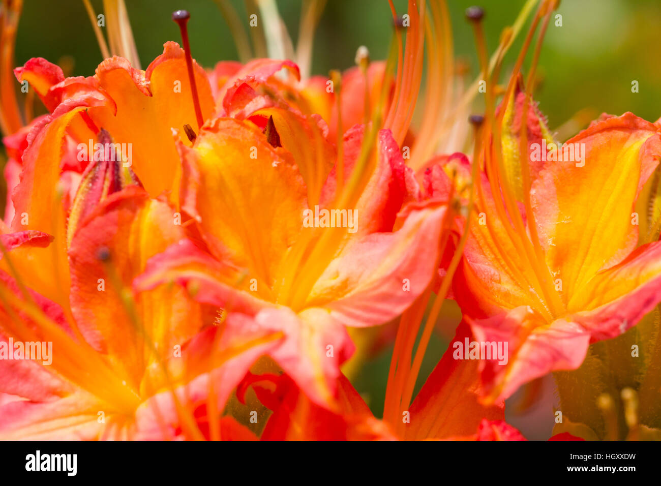 Blooms yellow orange hi-res stock photography and images - Alamy