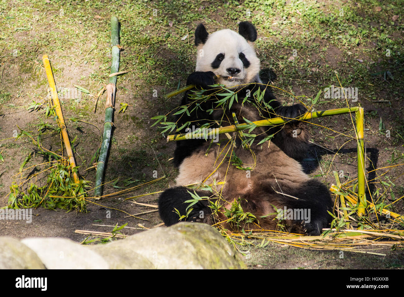 Panda bear eating bamboo at Madrid Zoo Aquarium Stock Photo - Alamy
