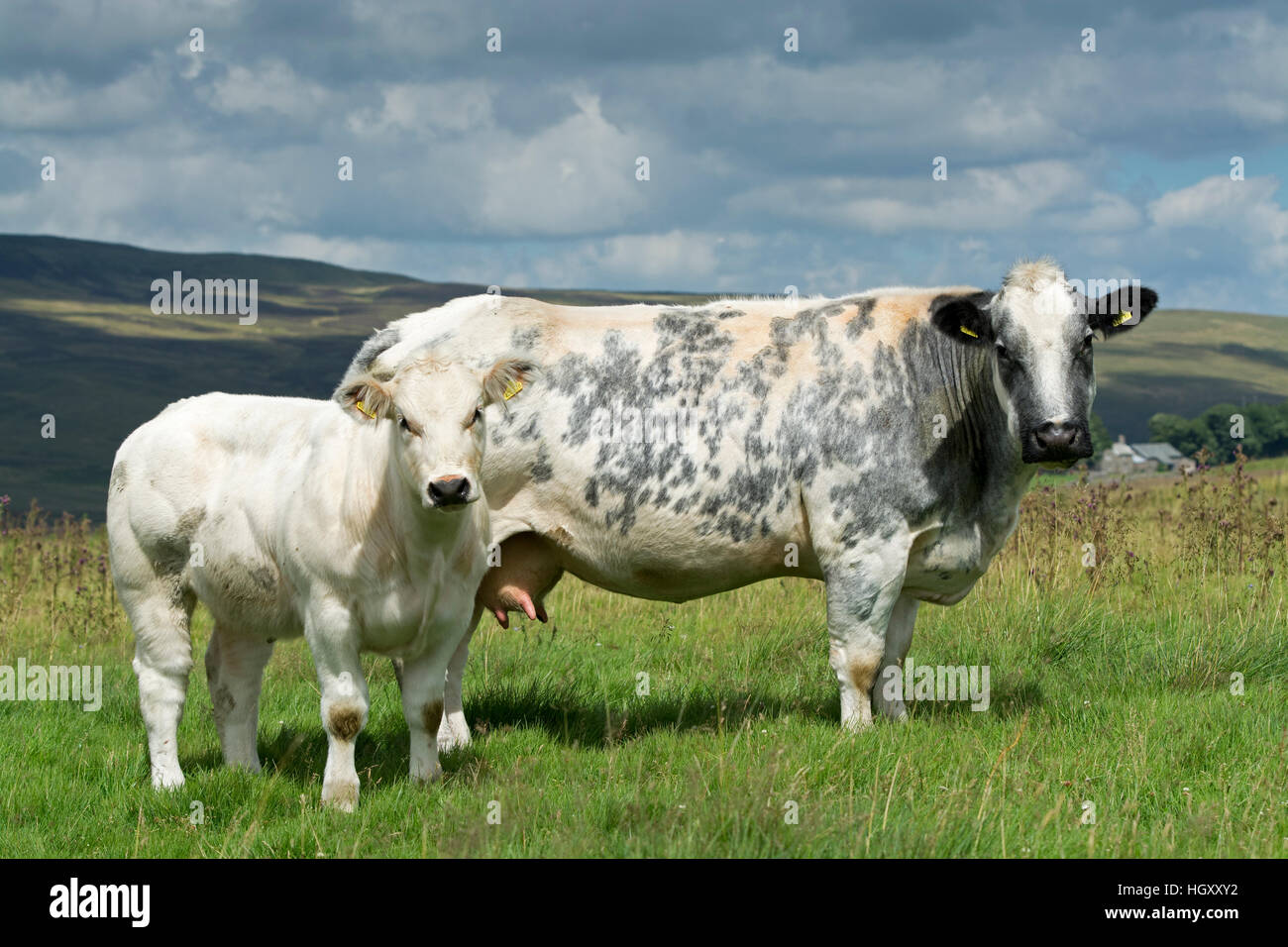 Herd of Pedigree British Blue cattle on upland pasture in North ...